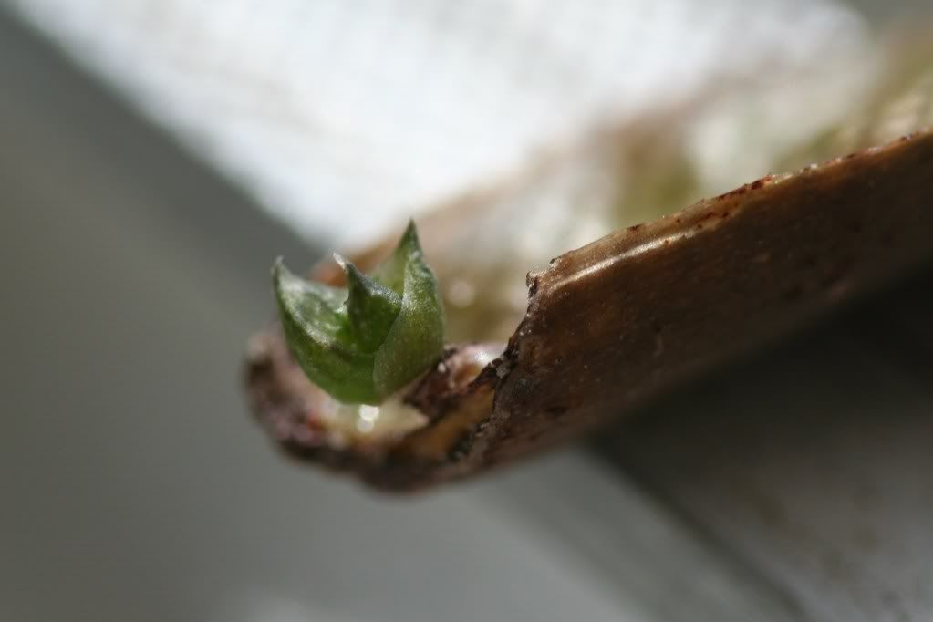 Where are the roots? - CactiGuide.com