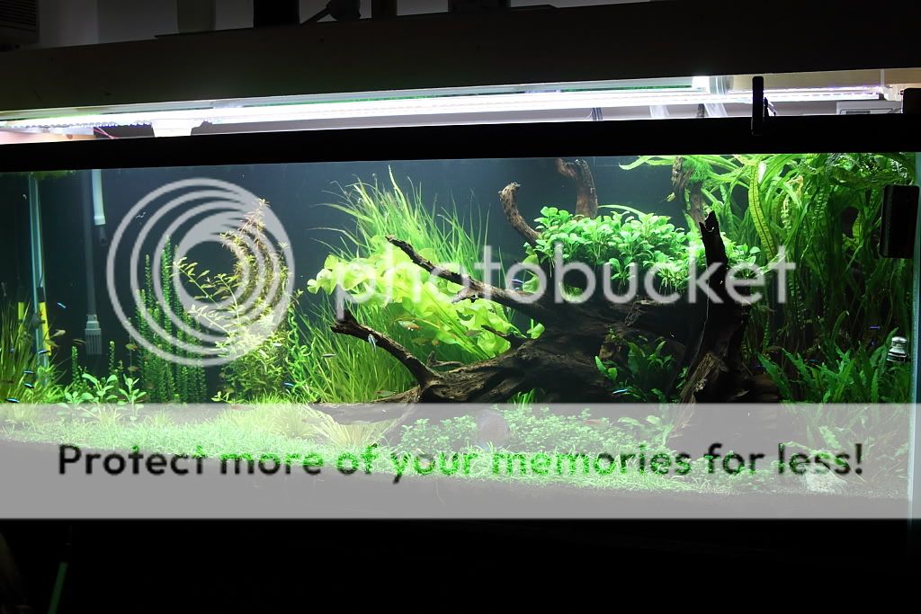 Jay's Dream 180g Planted Discus Tank - SimplyDiscus