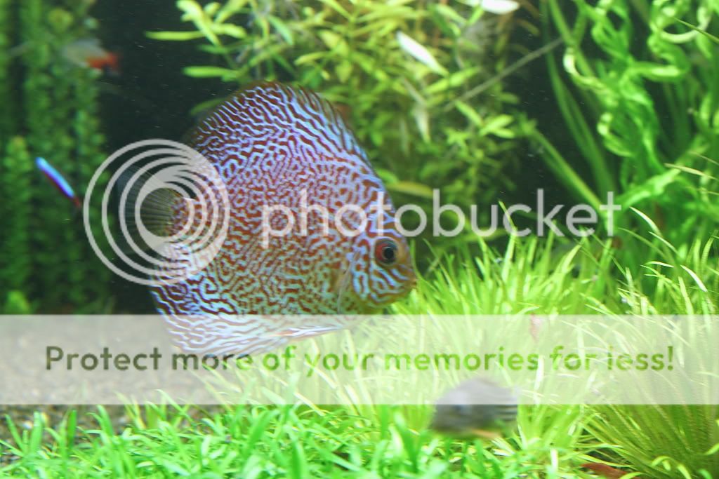 Jay's Dream 180g Planted Discus Tank - SimplyDiscus