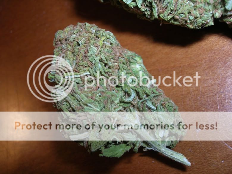 My 4/20 Epic Bud | Grasscity Forums - The #1 Marijuana Community Online