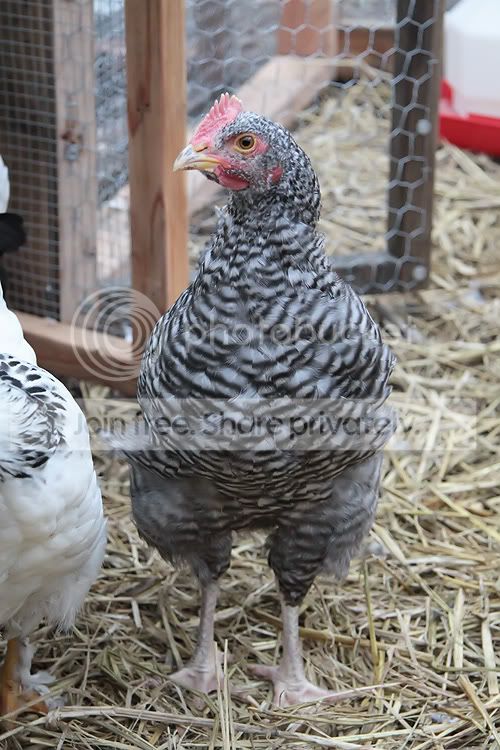 12 week old Cuckoo Marans Rooster | BackYard Chickens - Learn How to ...