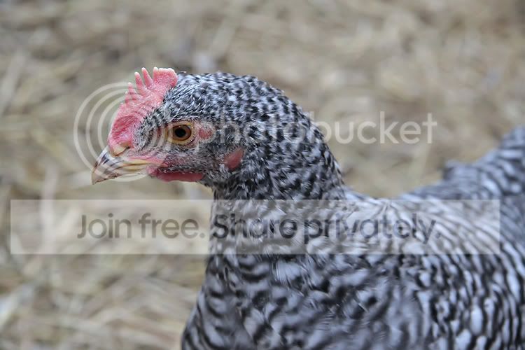 12 week old Cuckoo Marans Rooster | BackYard Chickens - Learn How to ...