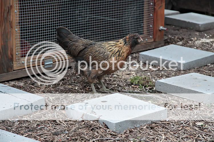 Easter Egger - Hen or Roo? | BackYard Chickens - Learn How to Raise ...