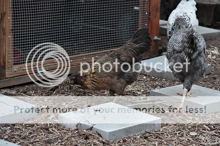 Easter Egger - Hen or Roo? | BackYard Chickens - Learn How to Raise ...
