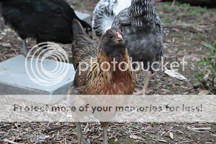 Easter Egger - Hen or Roo? | BackYard Chickens - Learn How to Raise ...