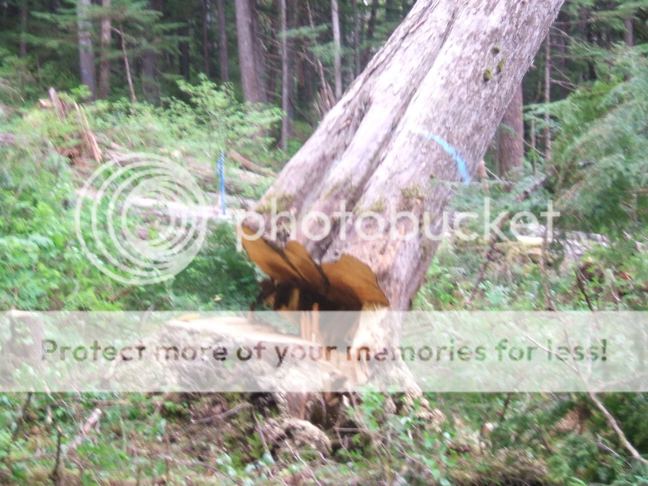 Felling 2 trees | Page 2 | Arboristsite.com