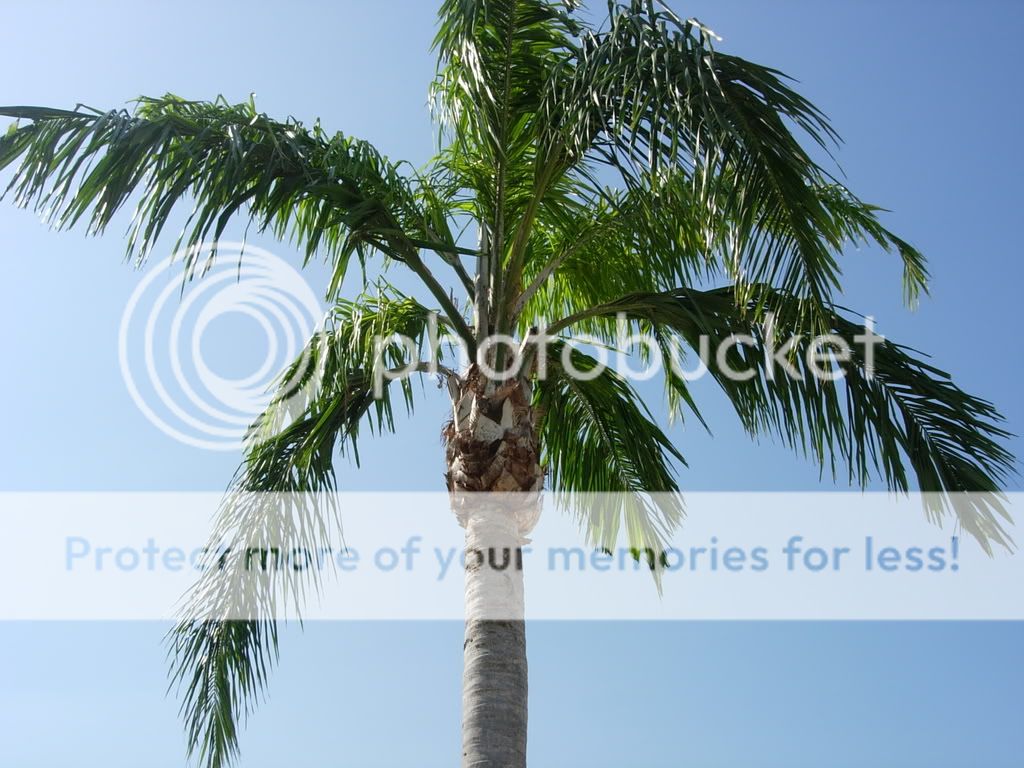Weird Queen Palm - DISCUSSING PALM TREES WORLDWIDE - PalmTalk