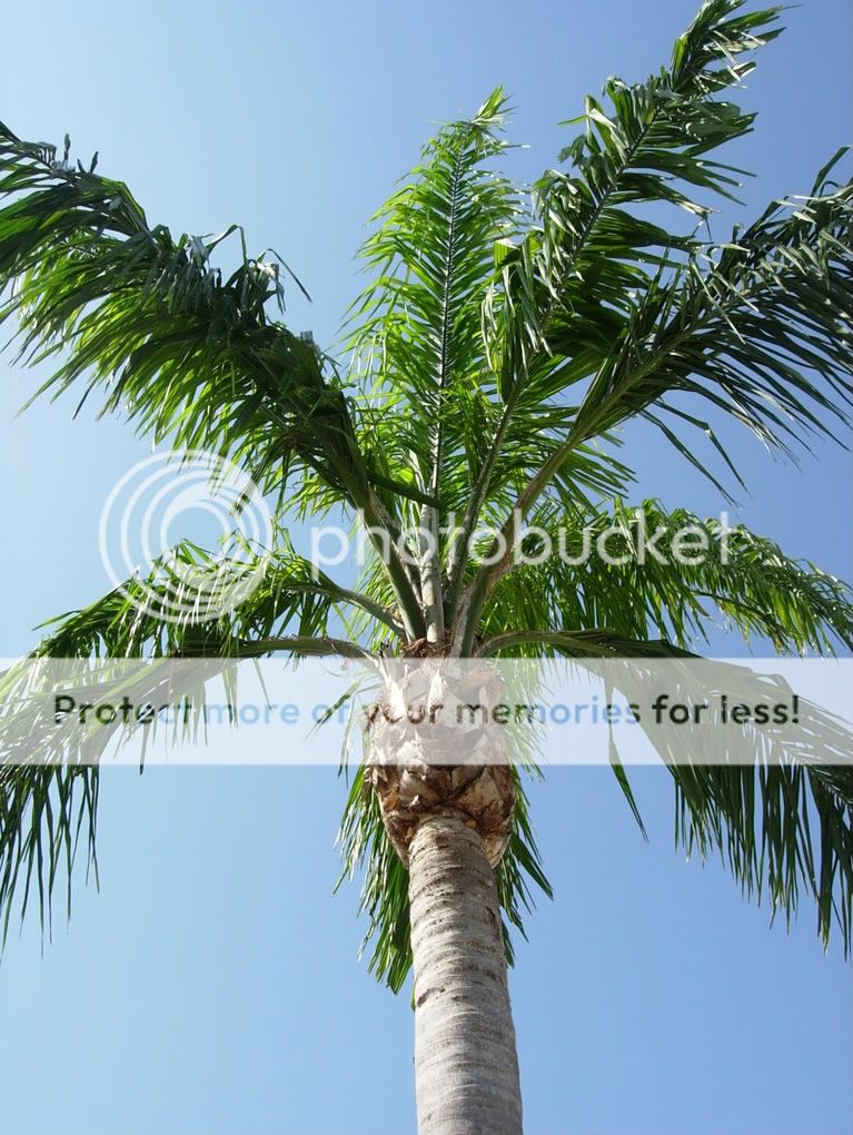 Weird Queen Palm - DISCUSSING PALM TREES WORLDWIDE - PalmTalk