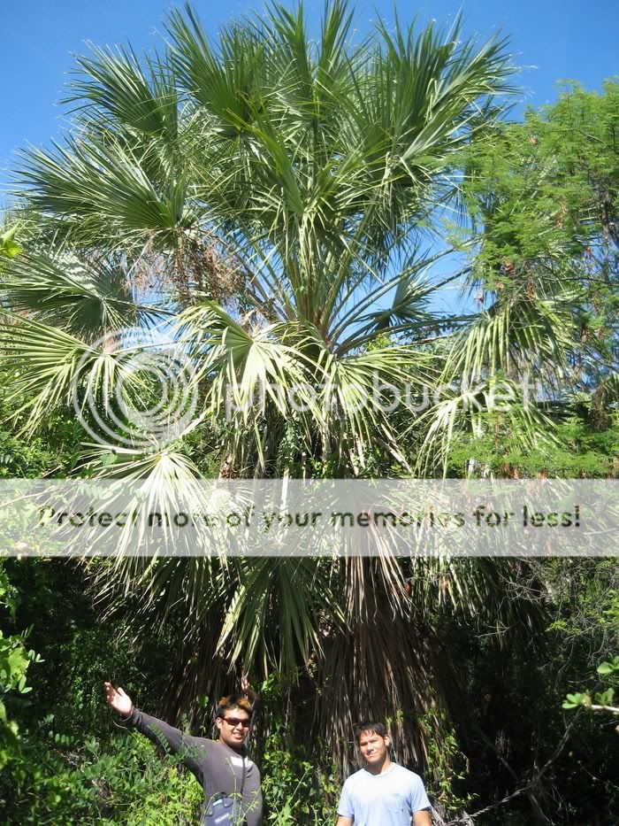 Brahea 'San Carlos' - DISCUSSING PALM TREES WORLDWIDE - PalmTalk