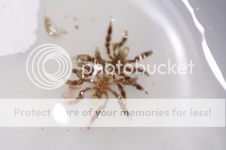 zoa eating spiders.... - Reef Central Online Community