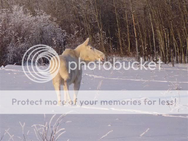 Canadian Trappers Talk Forum • View topic - Albino Moose, how rare are ...