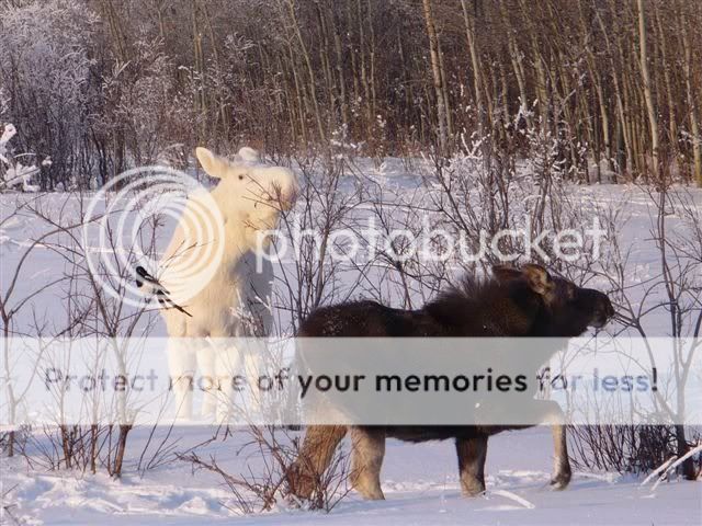 Canadian Trappers Talk Forum • View topic - Albino Moose, how rare are ...