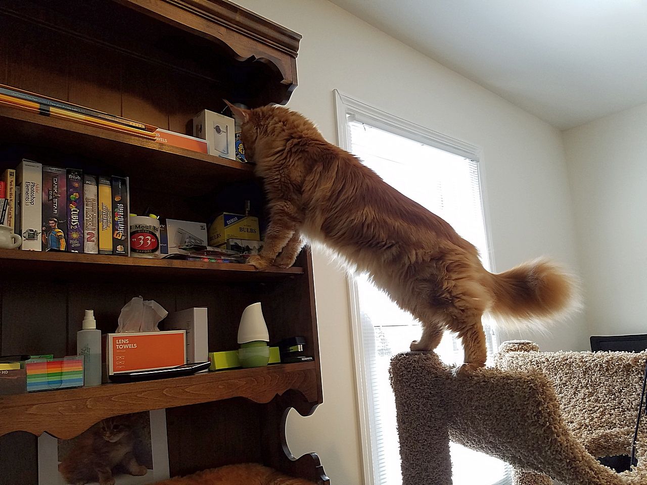 2019 Dodge Challenger SRT Hellcat Redeye W/797 HP & 707 Torque ... 1st ...